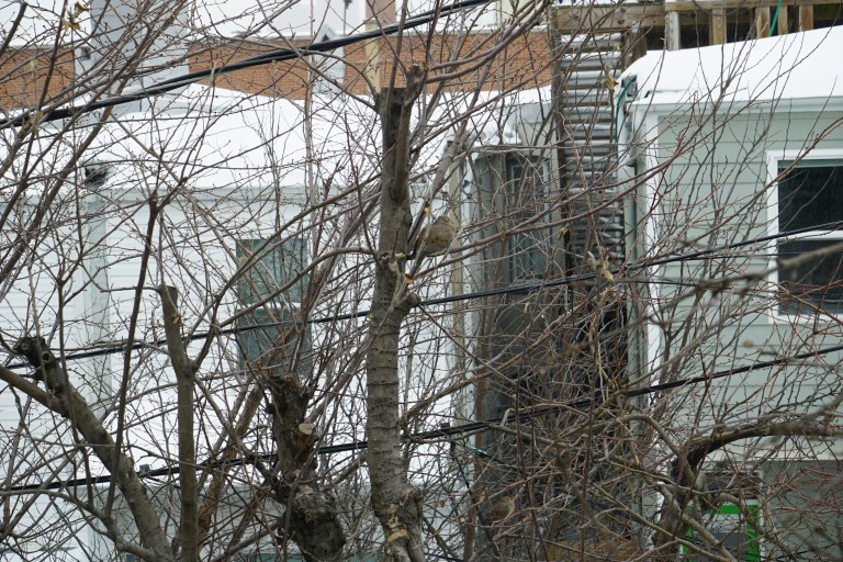 Stopping by Woods on a Snowy Evening by Robert Frost – gaia mouse